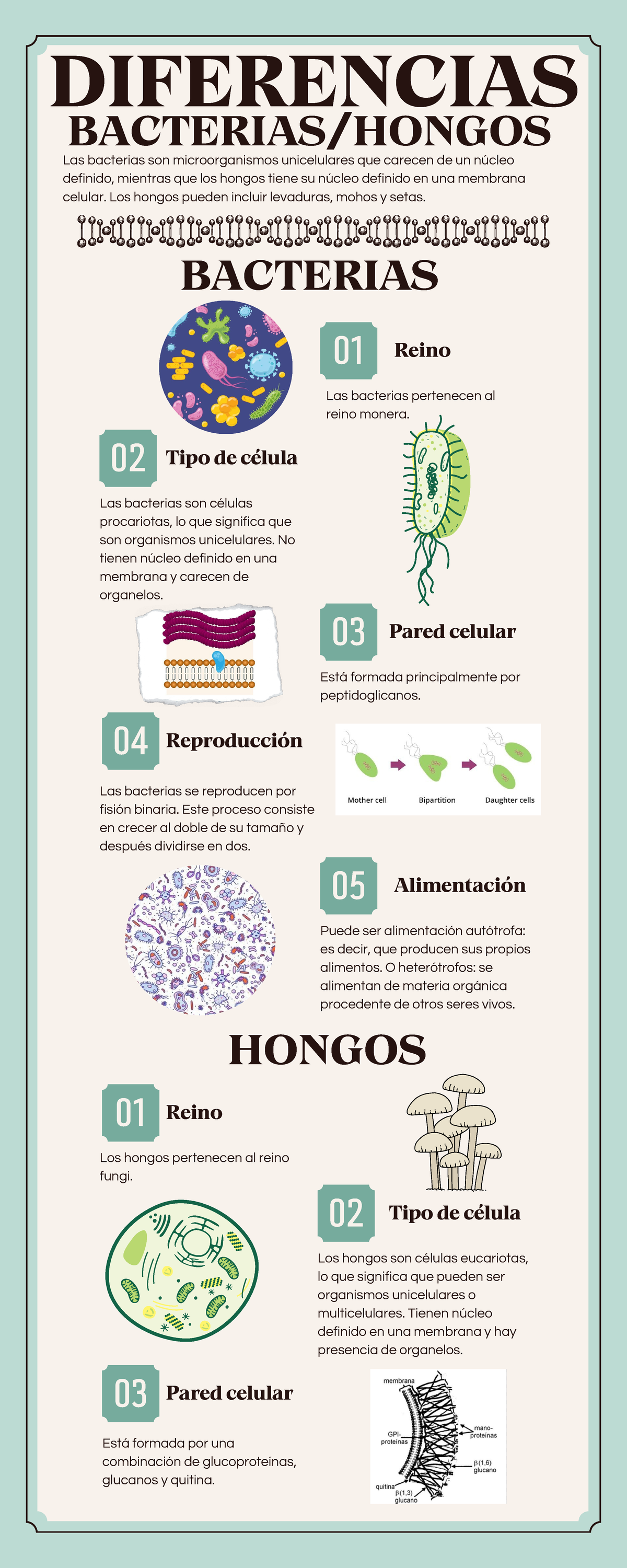Infectología Veterinaria I: Diferencias entre Hongos y Bacterias - Studocu