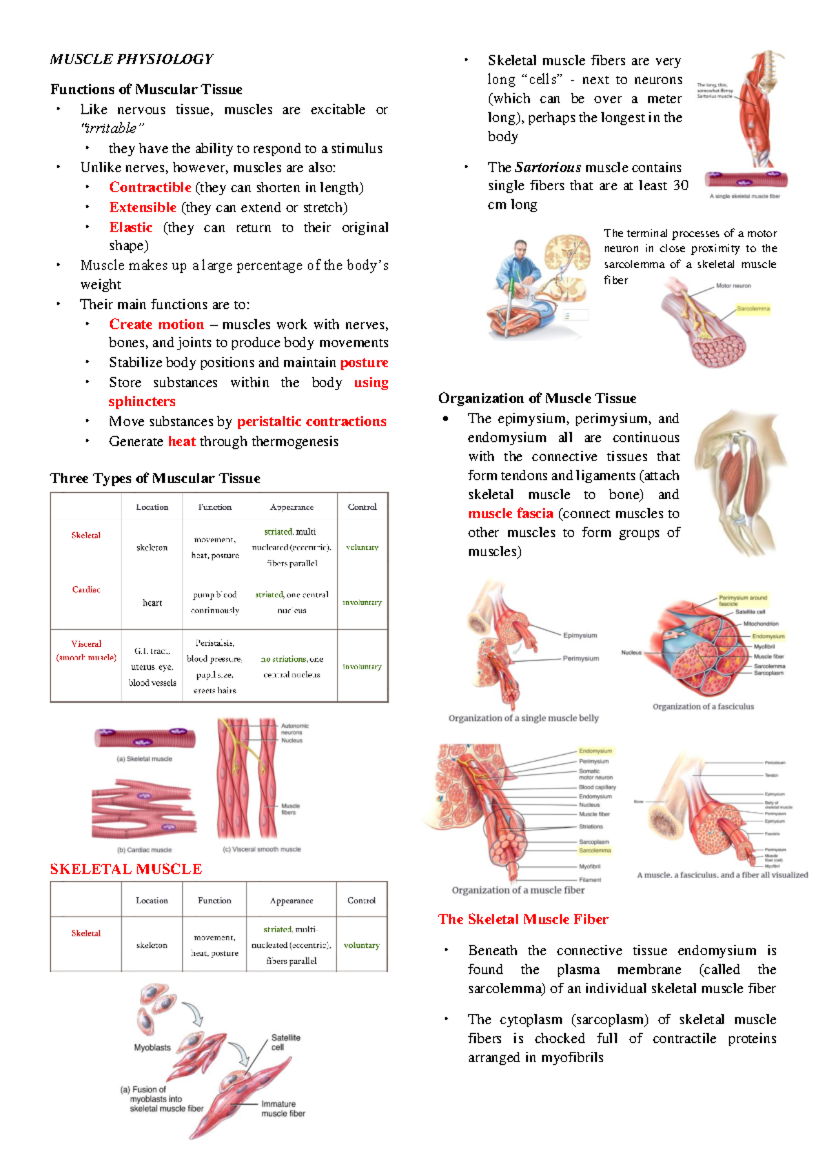 Muscle Physiology - Discussion Notes for BIO 101: Key Concepts and ...