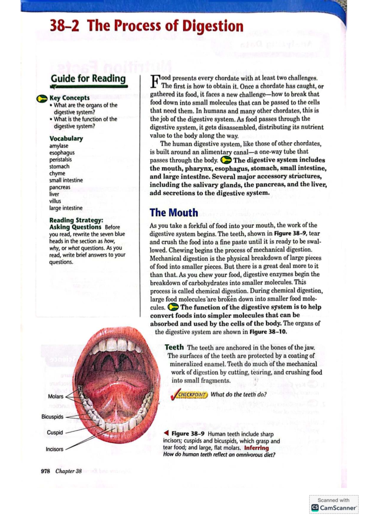 Digestive System Overview: Key Concepts and Functions (BIO 101) - Studocu