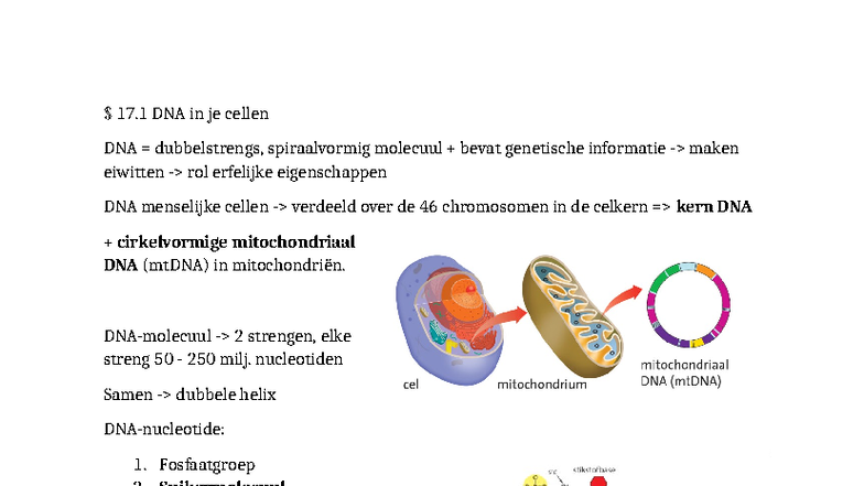 Biologie H17: Samenvatting van DNA Structuur en Functie - Studeersnel
