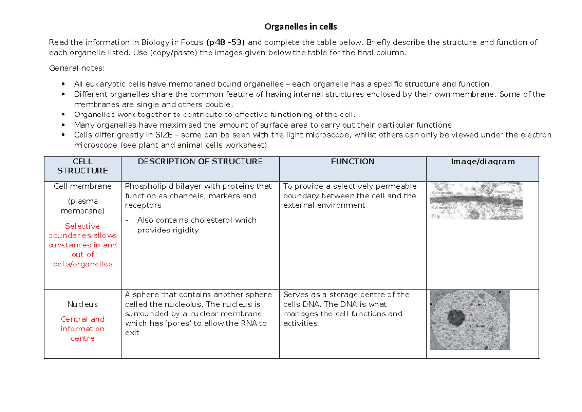 Organelles in Eukaryotic Cells: Structure & Function Overview - Studocu