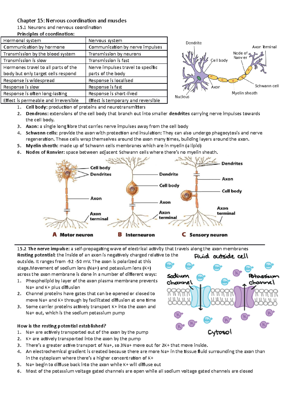 A-Level Biology Notes: Nervous Coordination & Muscle Function Insights ...