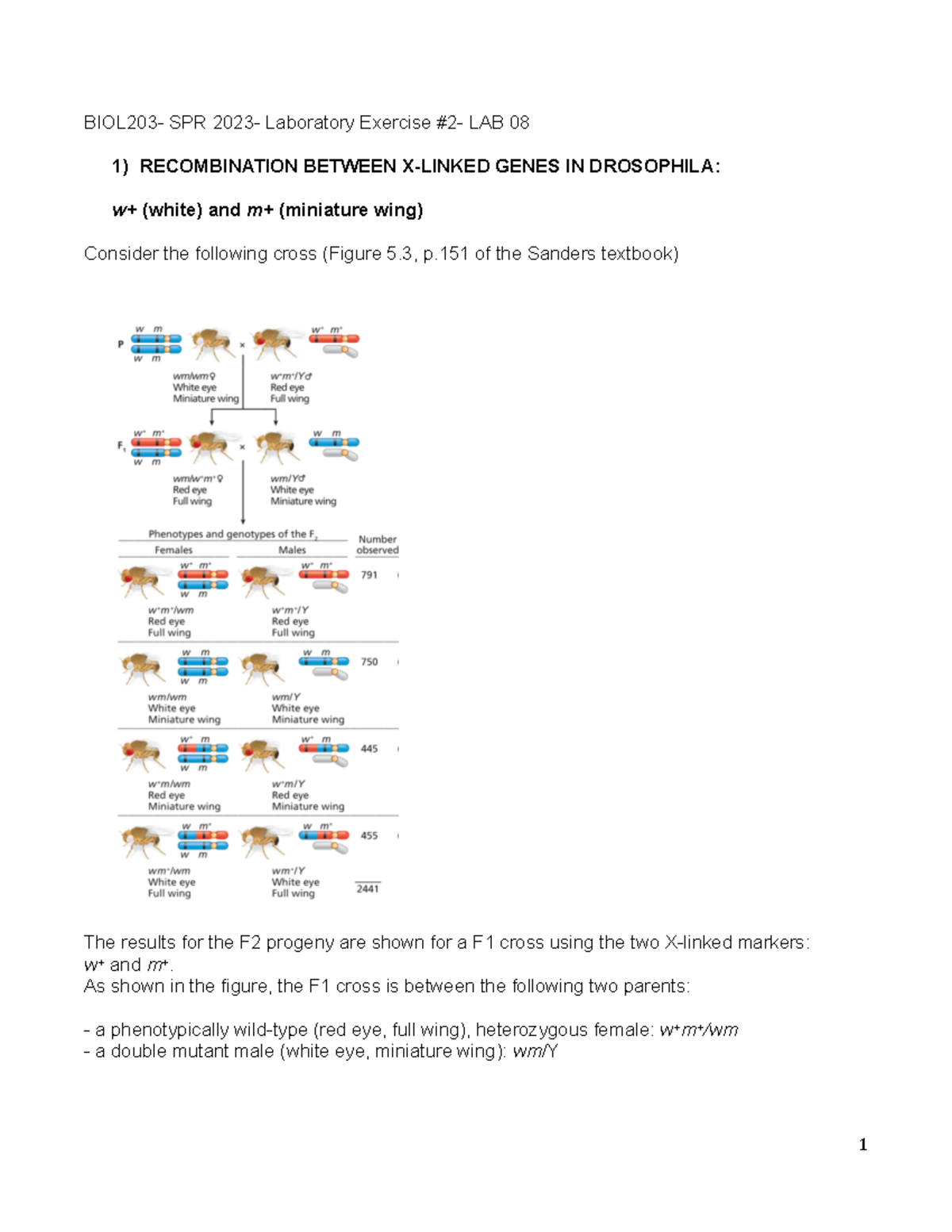 Exercise 2- Lab 8 - BIOL203- SPR 2023- Laboratory Exercise #2- LAB 08 RECOMBINATION BETWEEN X ...