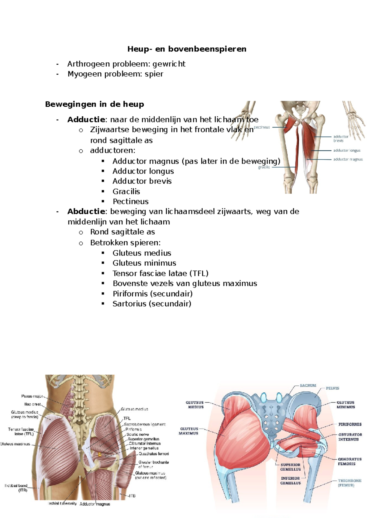 Heup en Bovenbeen Spieren: Anatomie en Bewegingen - Studeersnel
