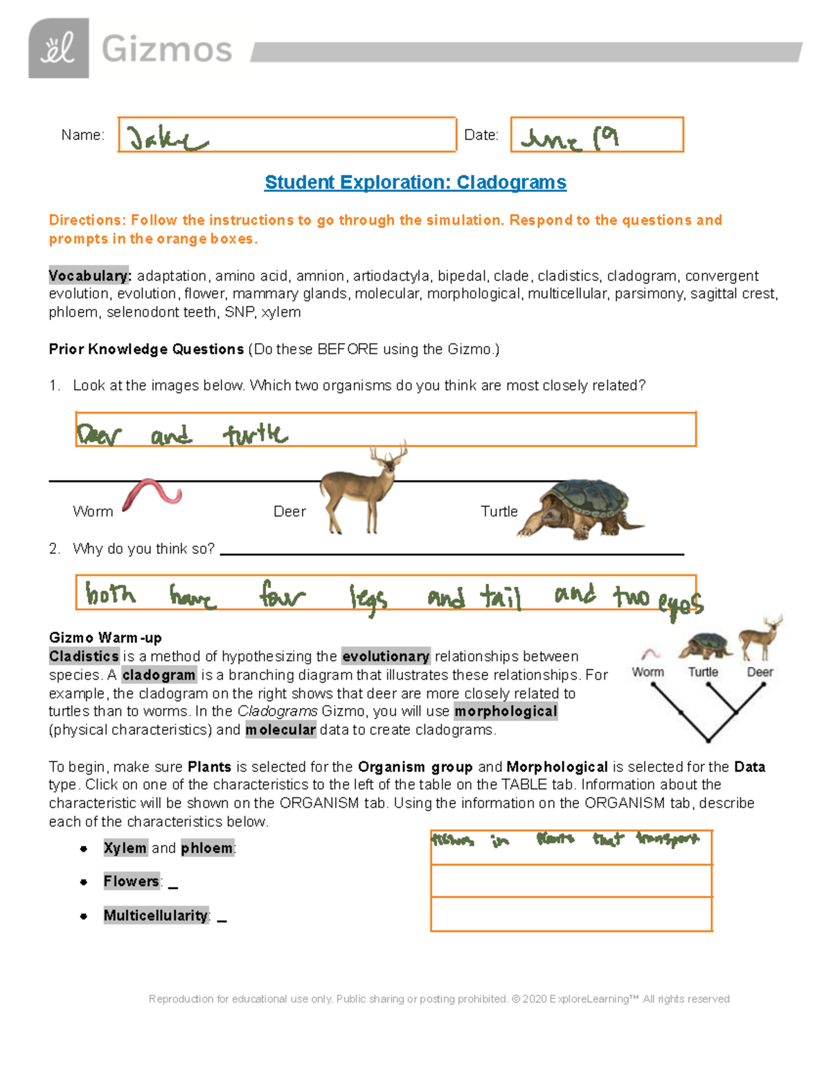 Cladograms SE - Answer Key for Cladistics Exploration Activities - Studocu
