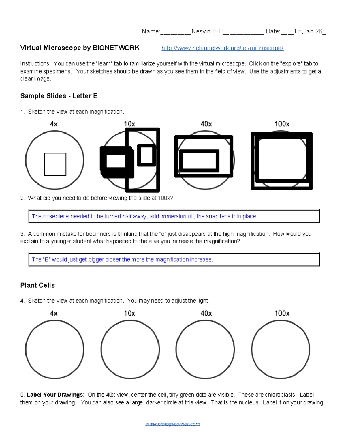 Virtual Microscope Lab Report - BIONETWORK (P-P) - Studocu