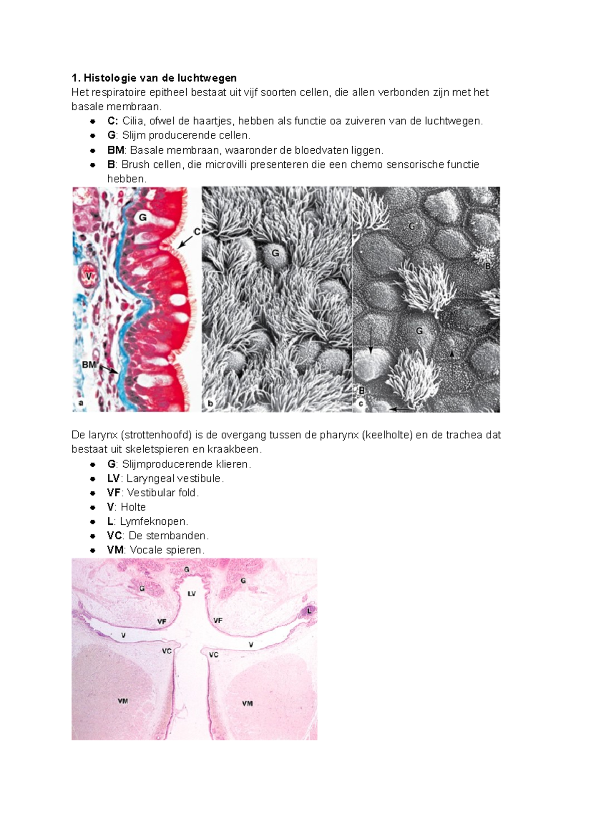 Histologie Van De Sublinguale Klieren Medische Geologische Slijpen