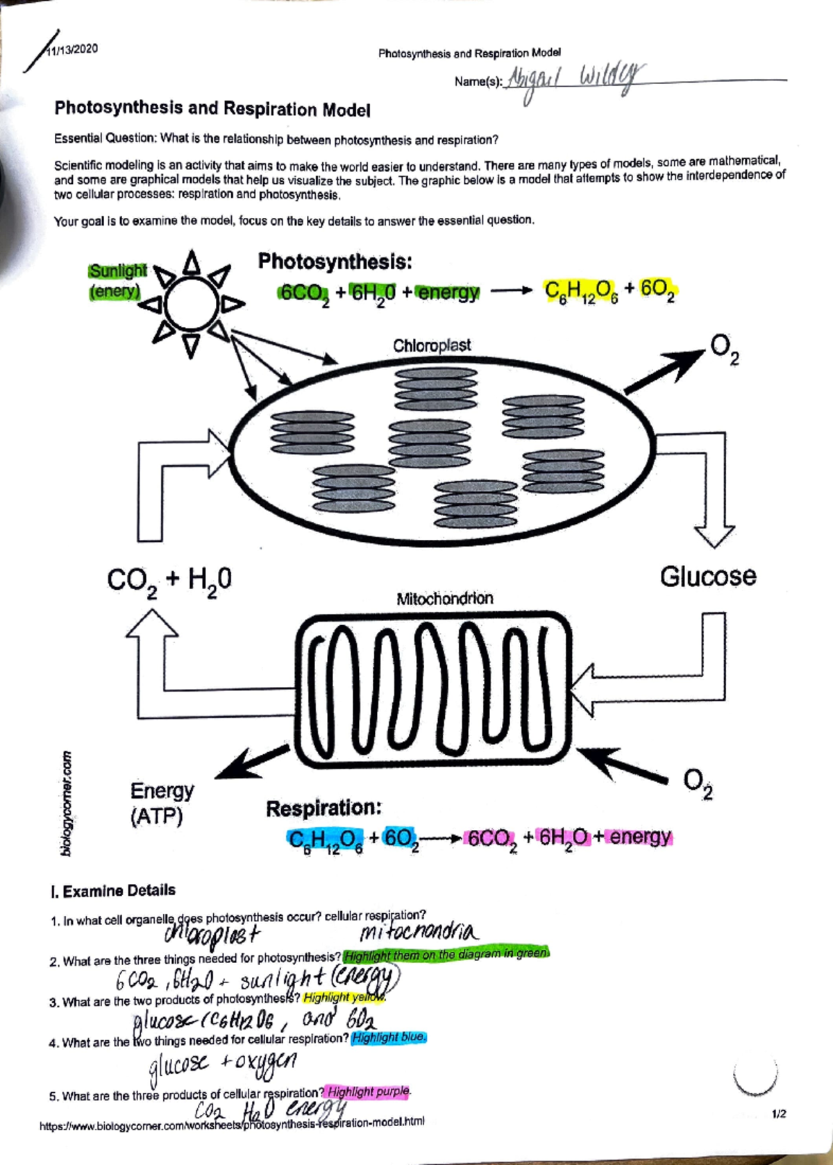 Photosynthesis Diagrams Worksheet Answer Key