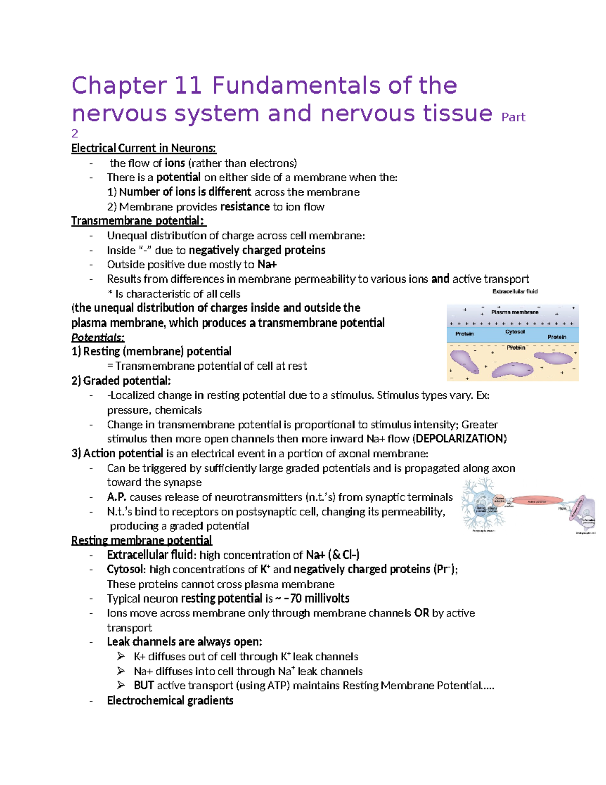 Chapter 11: Nervous System Fundamentals - Neural Activity Part 2 - Studocu