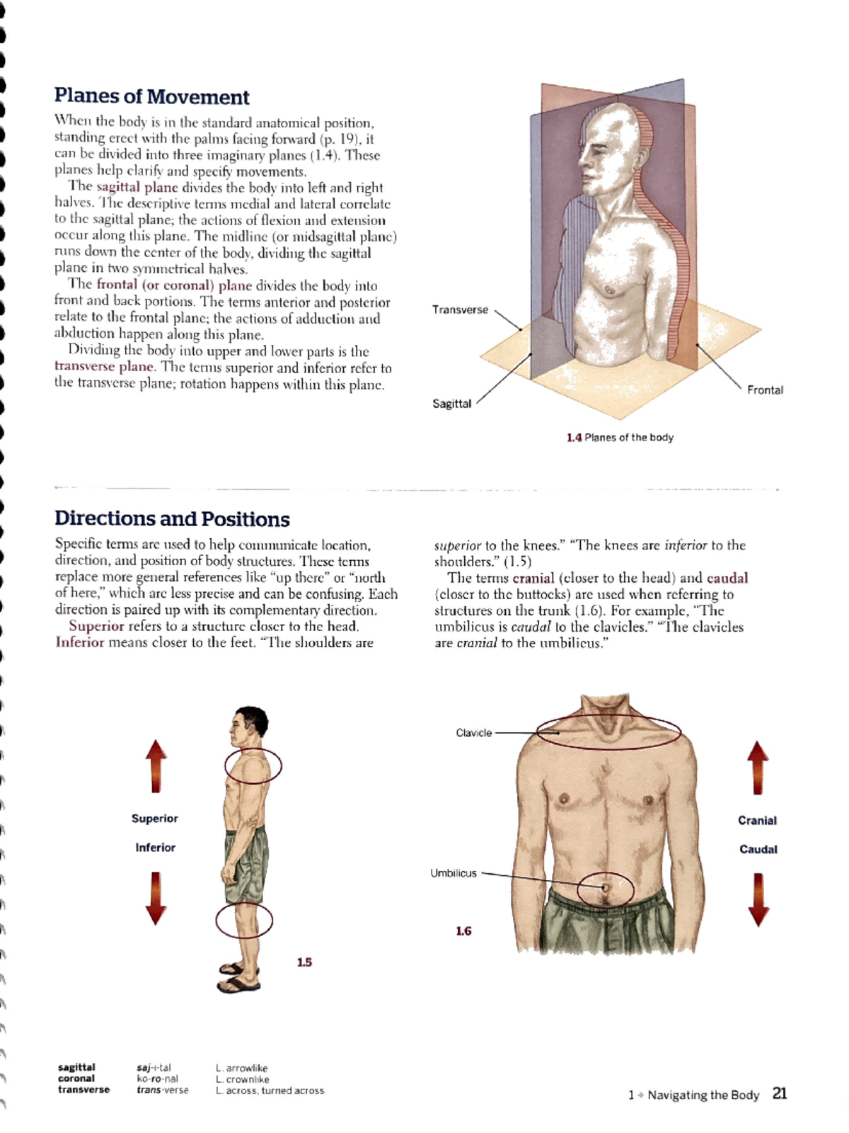 Navigating the Human Body: An Overview (2023-09) - Studocu