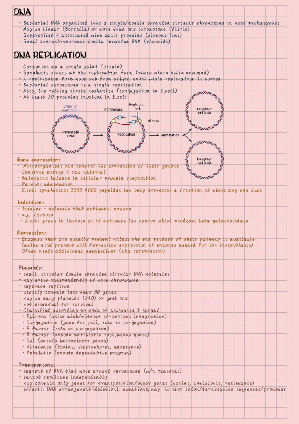 Microbial Genetics: DNA Structure, Replication, and Gene Regulation - Studocu