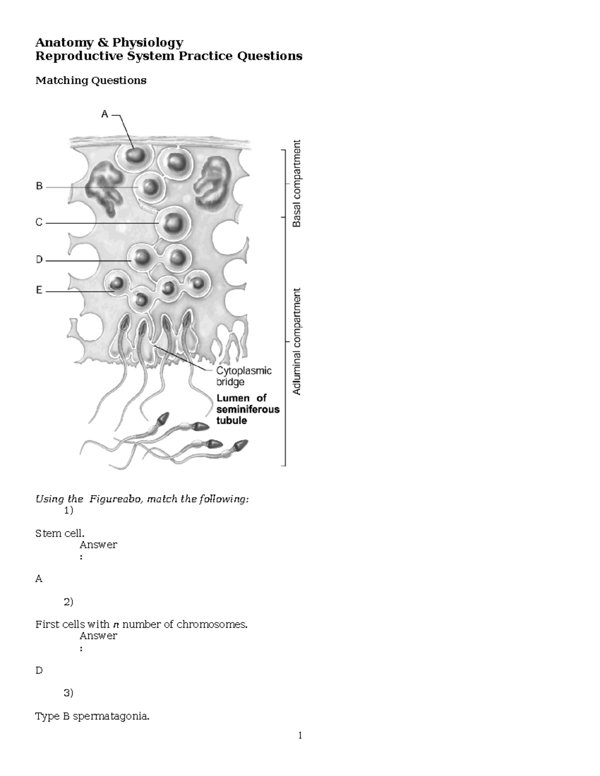 Reproductive Anatomy & Physiology Test Bank (A&P 101) - Studocu