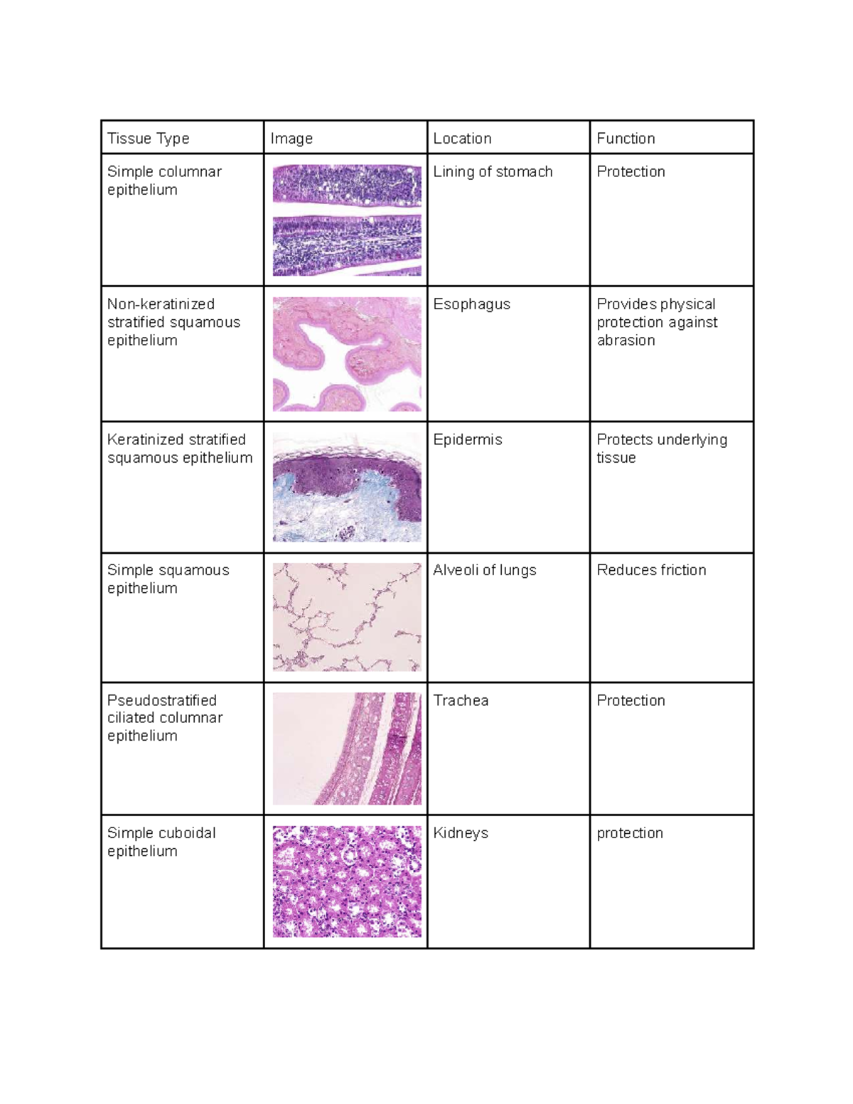 Histology guide: Tissue types, locations, and functions - Studocu