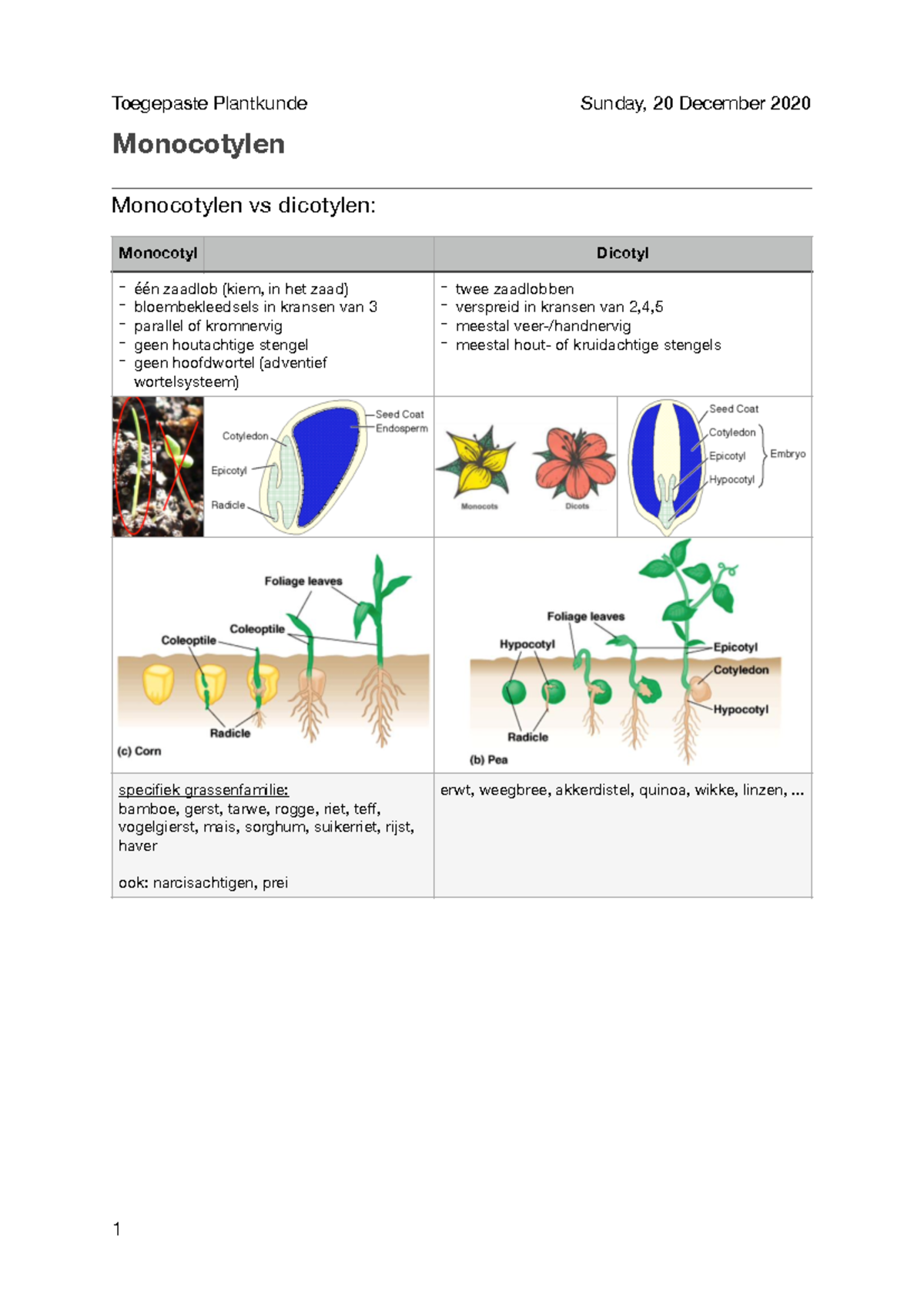 TPL - Monocotylen versus Dicotylen en Grasplant Kenmerken - Studocu