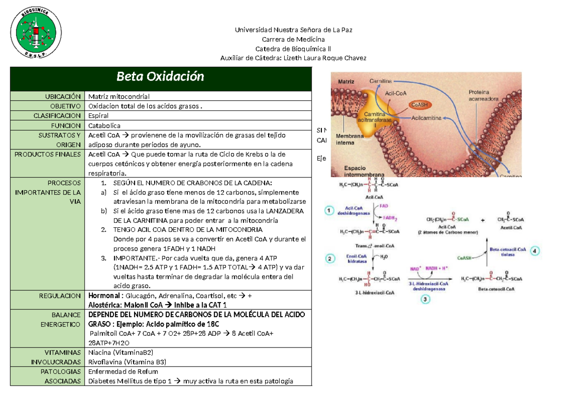 BQL 102 - Beta Oxidación: Resumen de Rutas Metabólicas y Procesos - Studocu