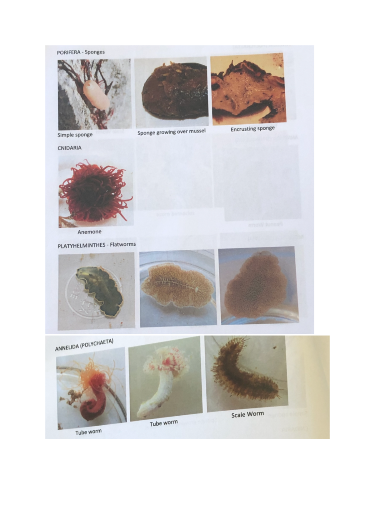 Marine Invertebrates: An Overview of Phylum Diversity and Roles - Studocu