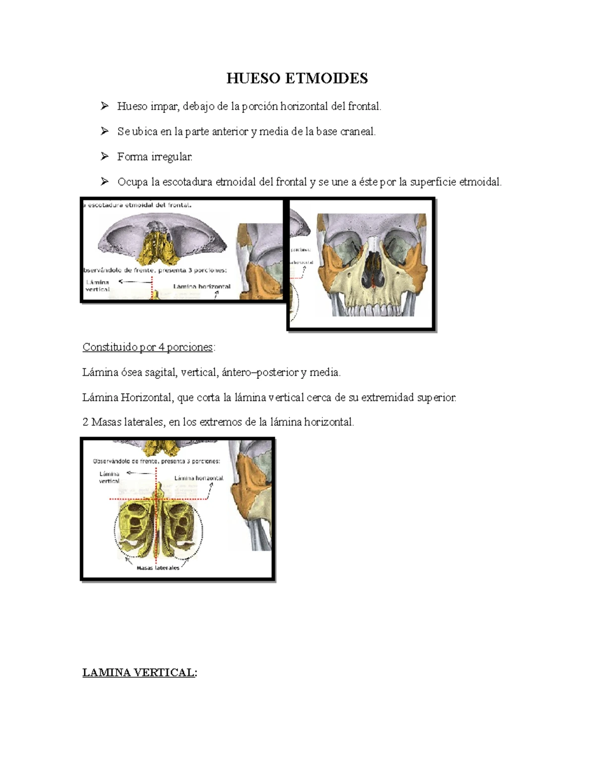 Maxilar Superior - Rouvière, H., Anatomía Humana Descriptiva ...