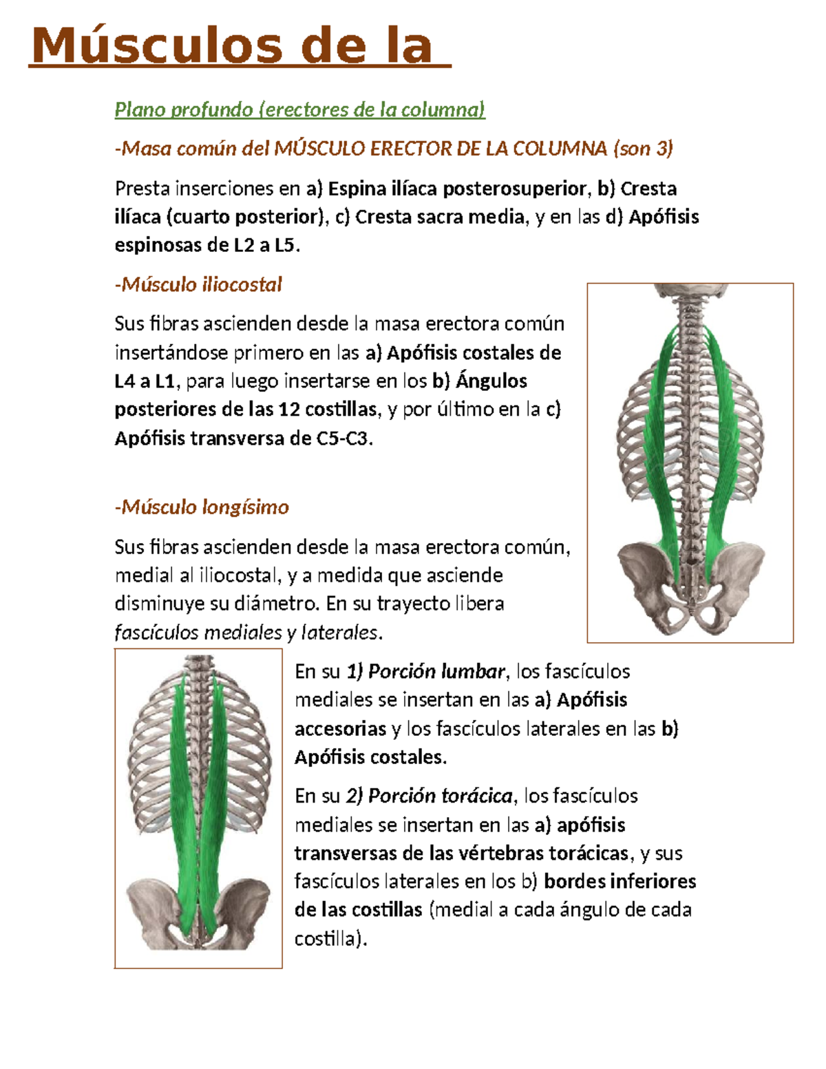 Miología de la Columna Vertebral - Anato II: Músculos y Funciones - Studocu
