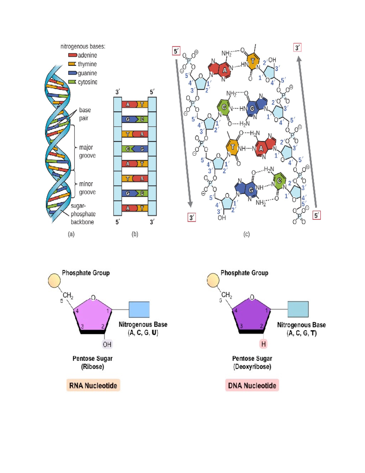 Micro Lecture Unit 2 Bacterial DNA Handouts - nitrogenous bases: 5' O 3 ...