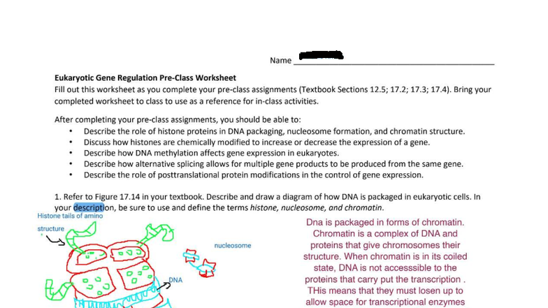 7A. Eukaryotic Gene Regulation Worksheet and Study Guide - Studocu