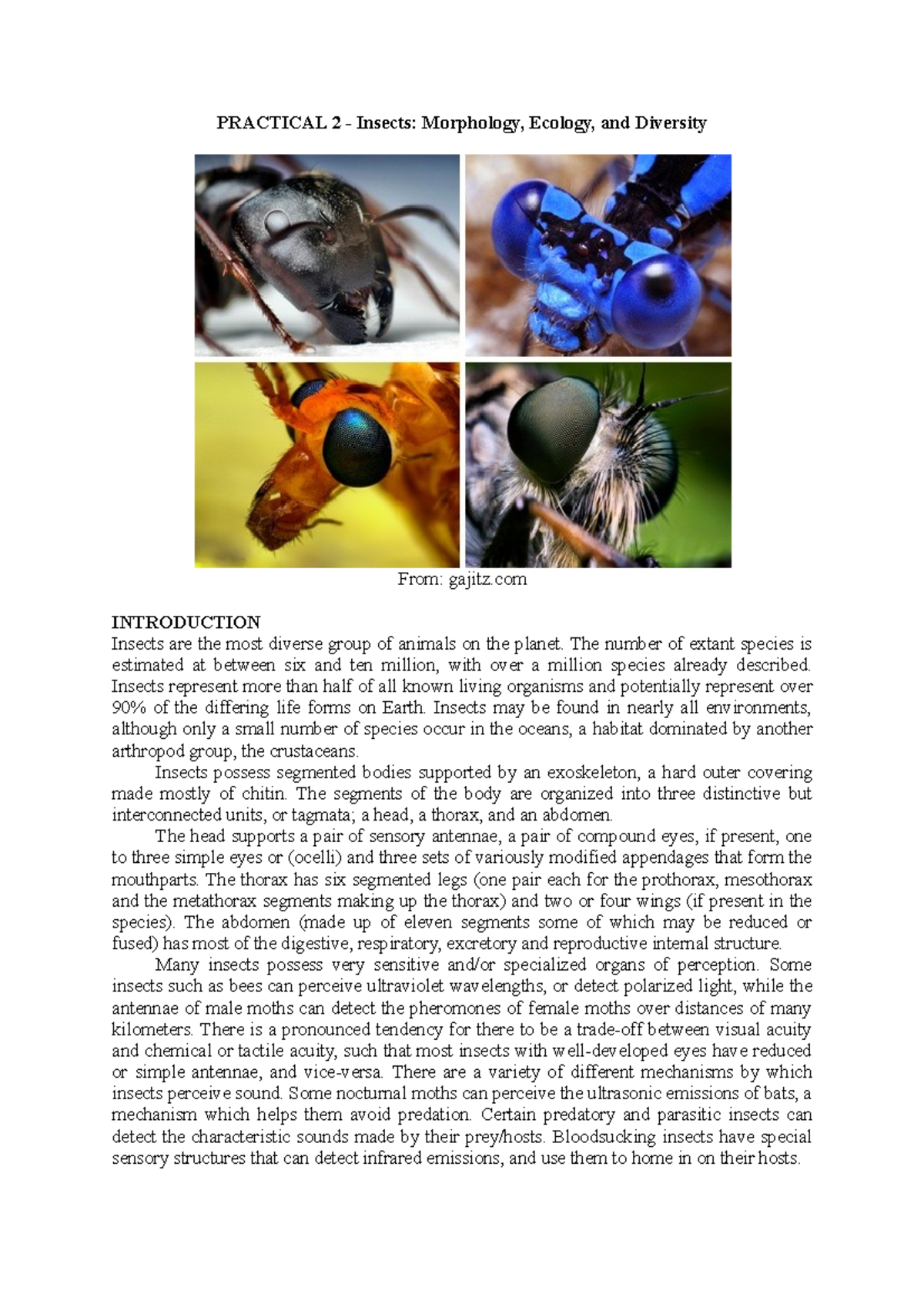 2023 Practical 2. Insects - Morphology Ecology and Diversity ...
