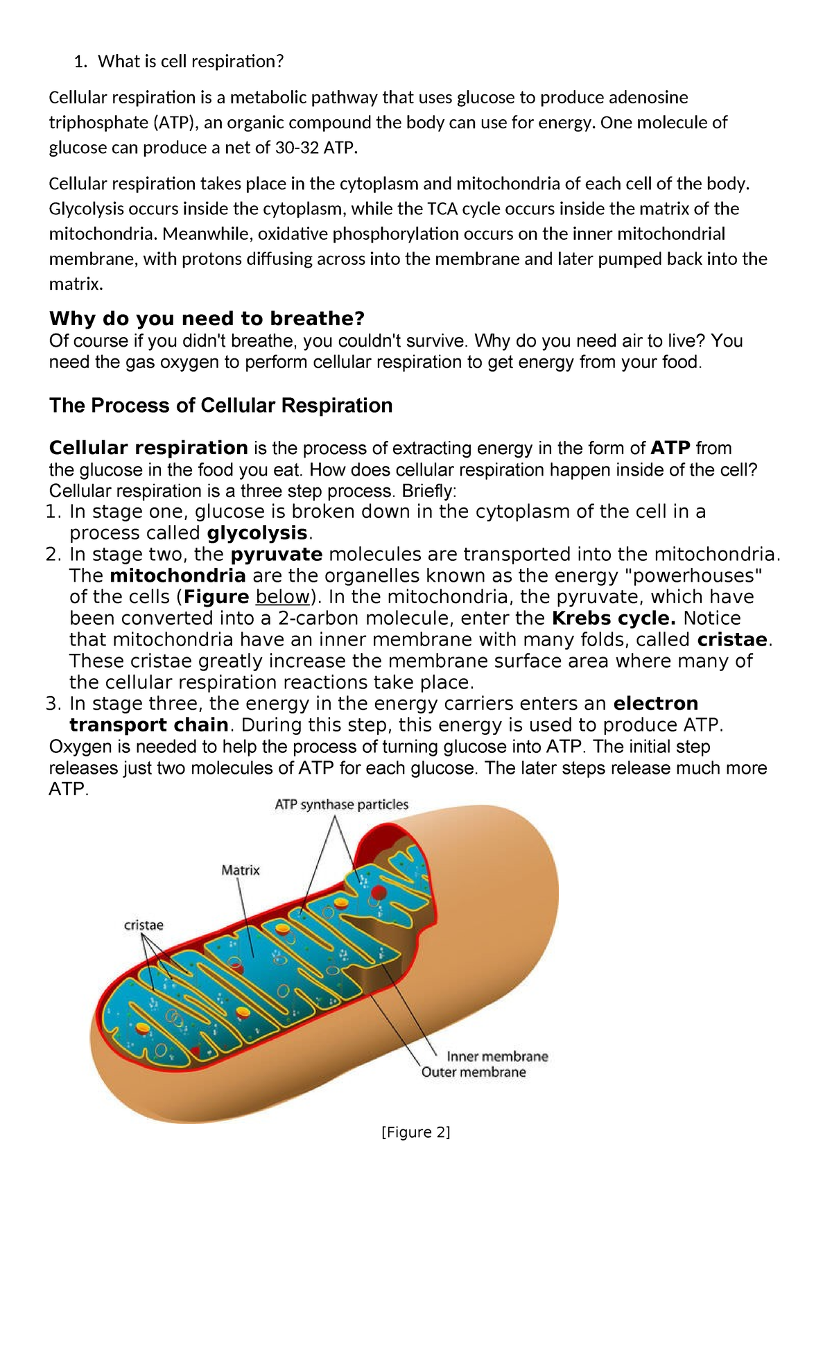 Cellular Respiration Explained: Processes and ATP Production - Studocu