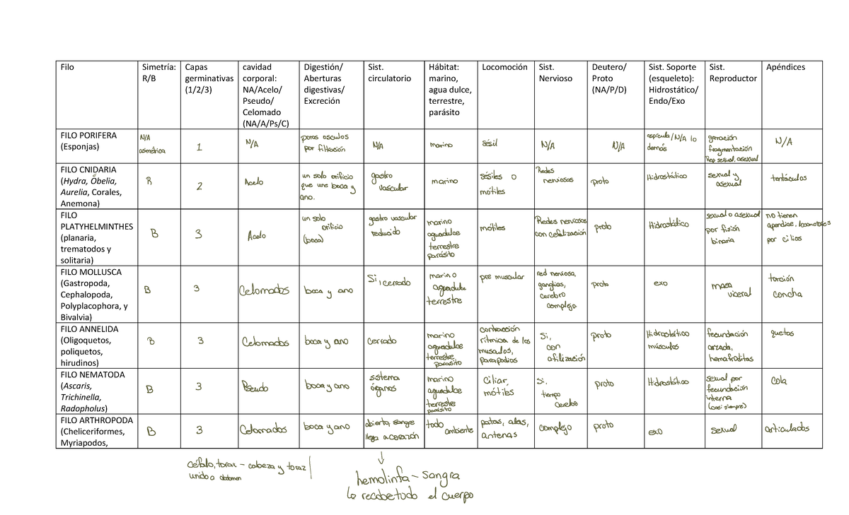 Tabla animales c04eb063568608 f1682c9d4889a6f464 1 - Filo Simetría: R/B Capas germinativas (1/2 ...