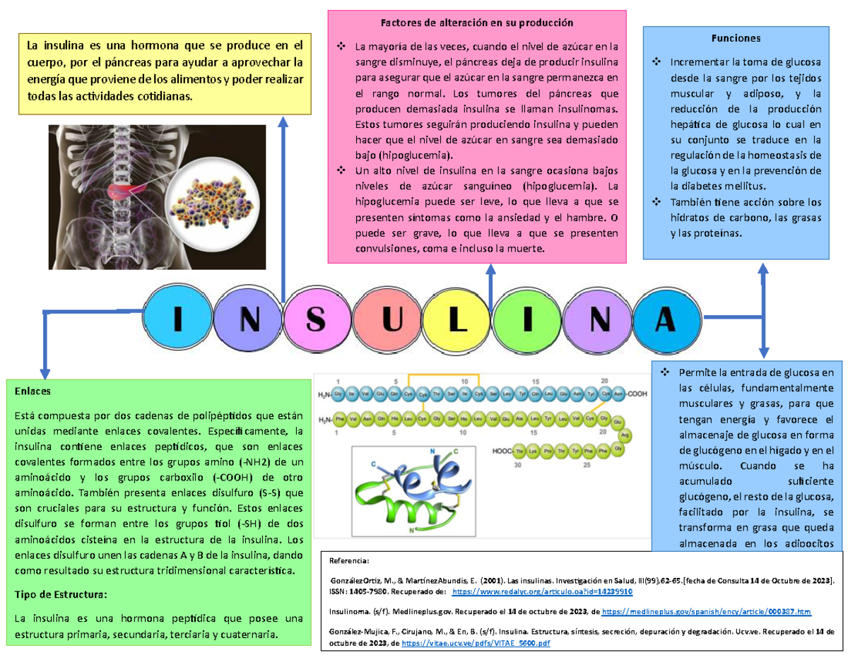 Mapa Conceptual de la Insulina: Estructura y Funciones Clave - Studocu