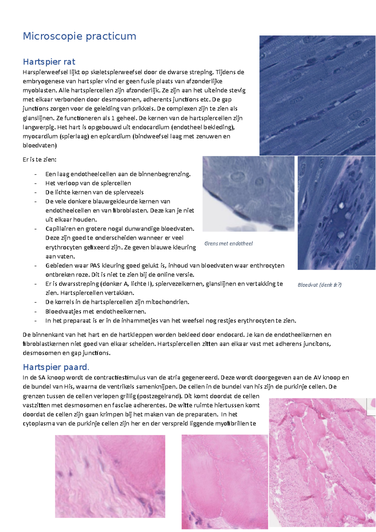 OS Hartspier Microscopie Practicum: Analyse van Hartweefsel en Vaten ...