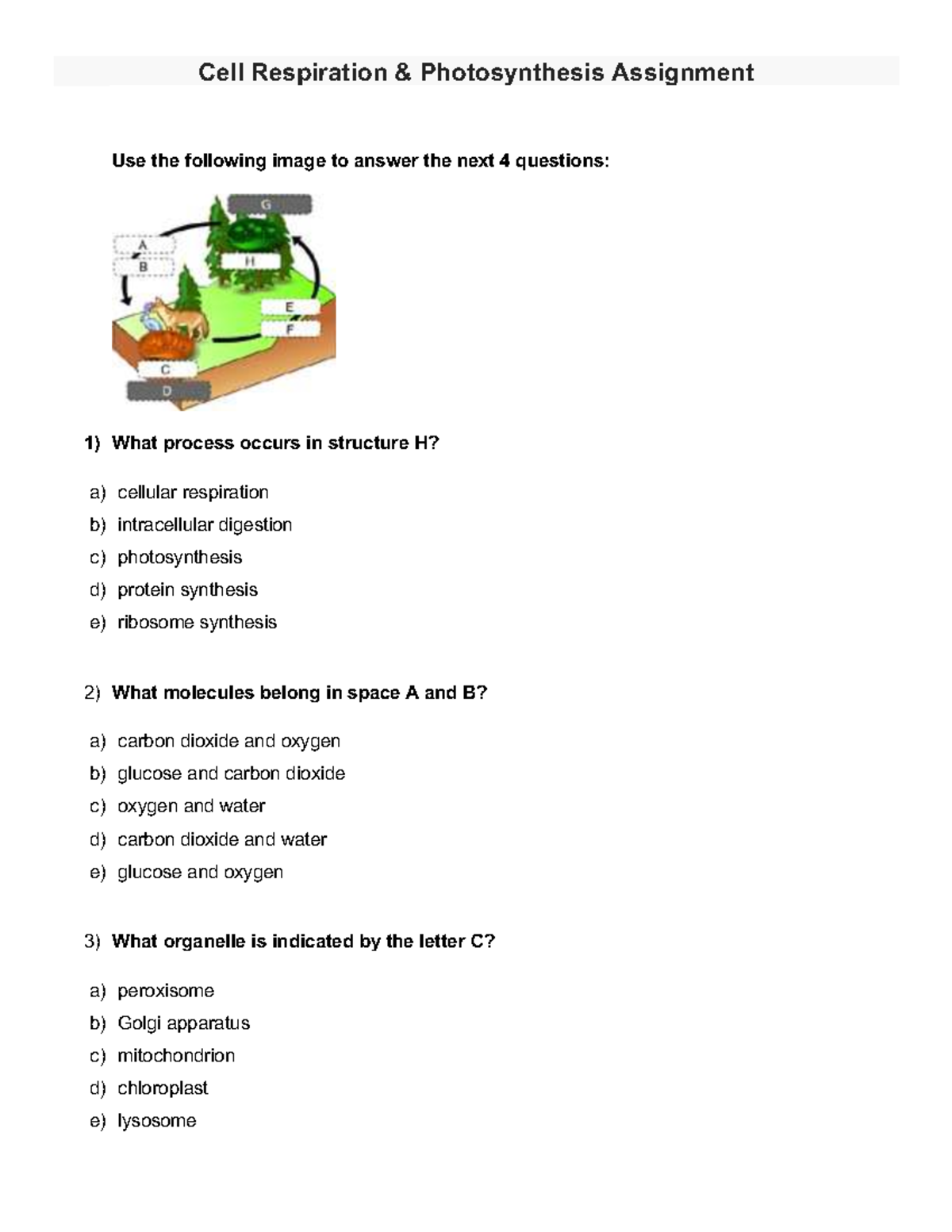 HW3 - Cell Respiration & Photosynthesis Practice Questions - Studocu