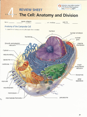 AP - Lab Ex. 07 review sheet. chapter 7 The Integumentary system - bio ...