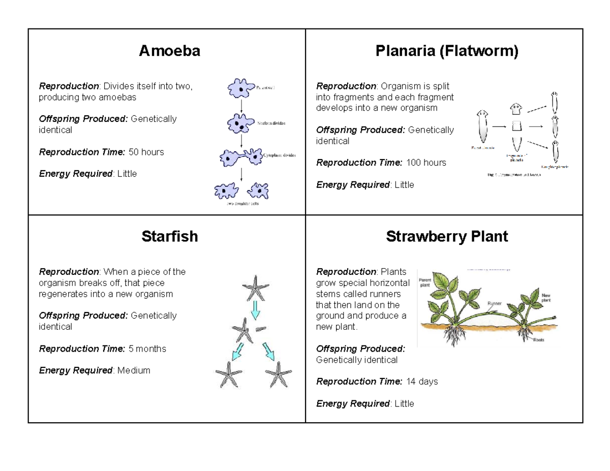 Sexual & Asexual Reproduction Activity: Organism Comparison - Studocu