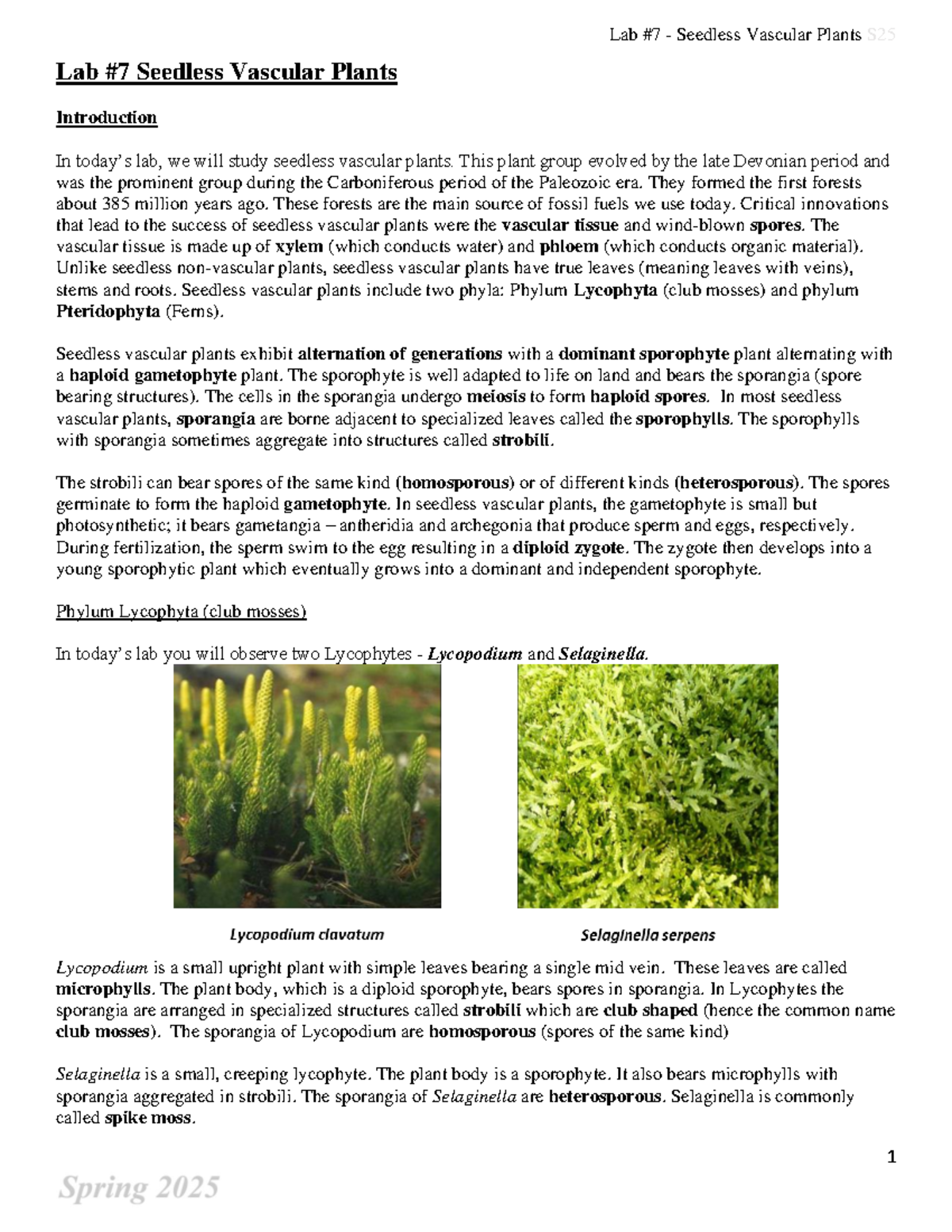 Lab #7: Study of Seedless Vascular Plants - Lycophyta & Pteridophyta ...