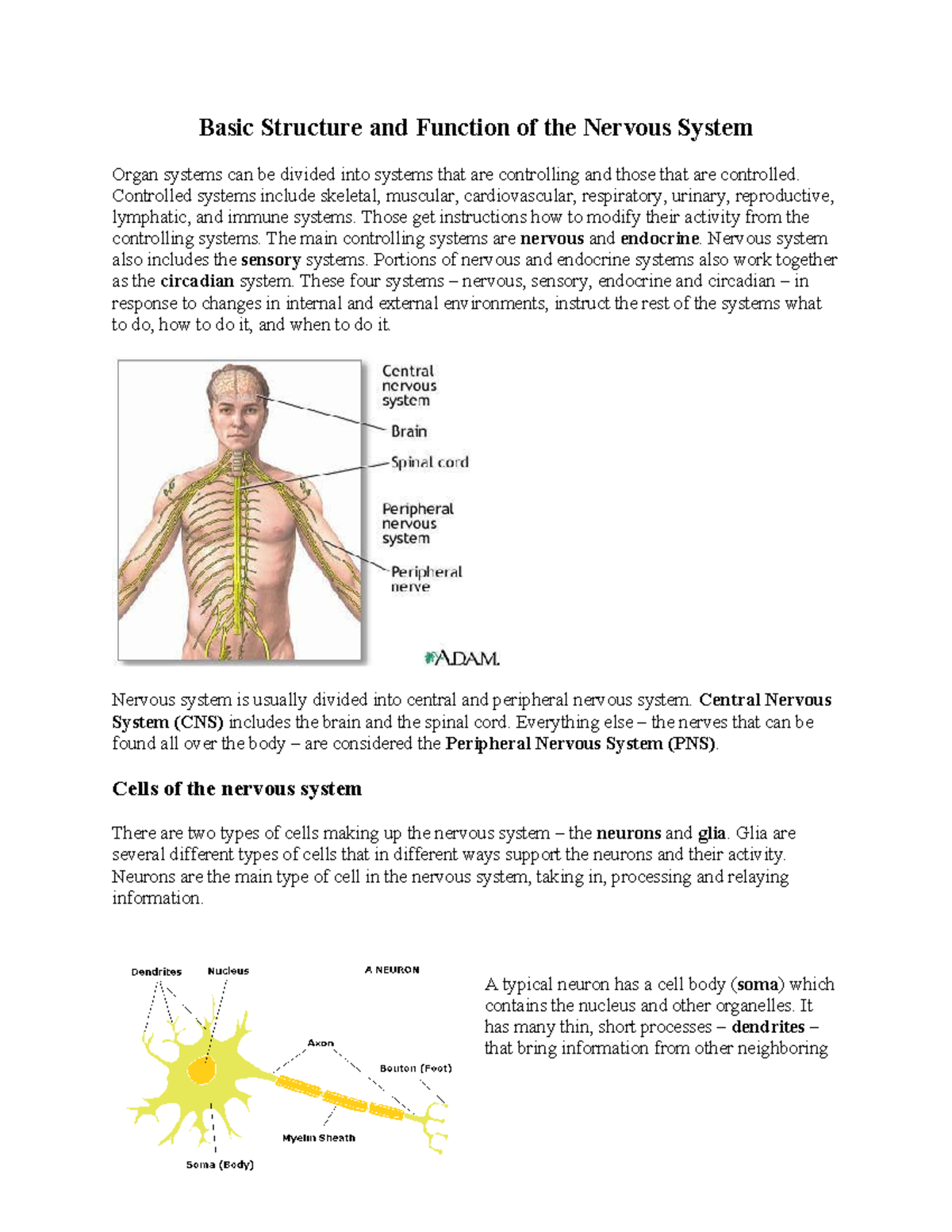 Nervous System Overview: Structure & Function Insights - Studocu