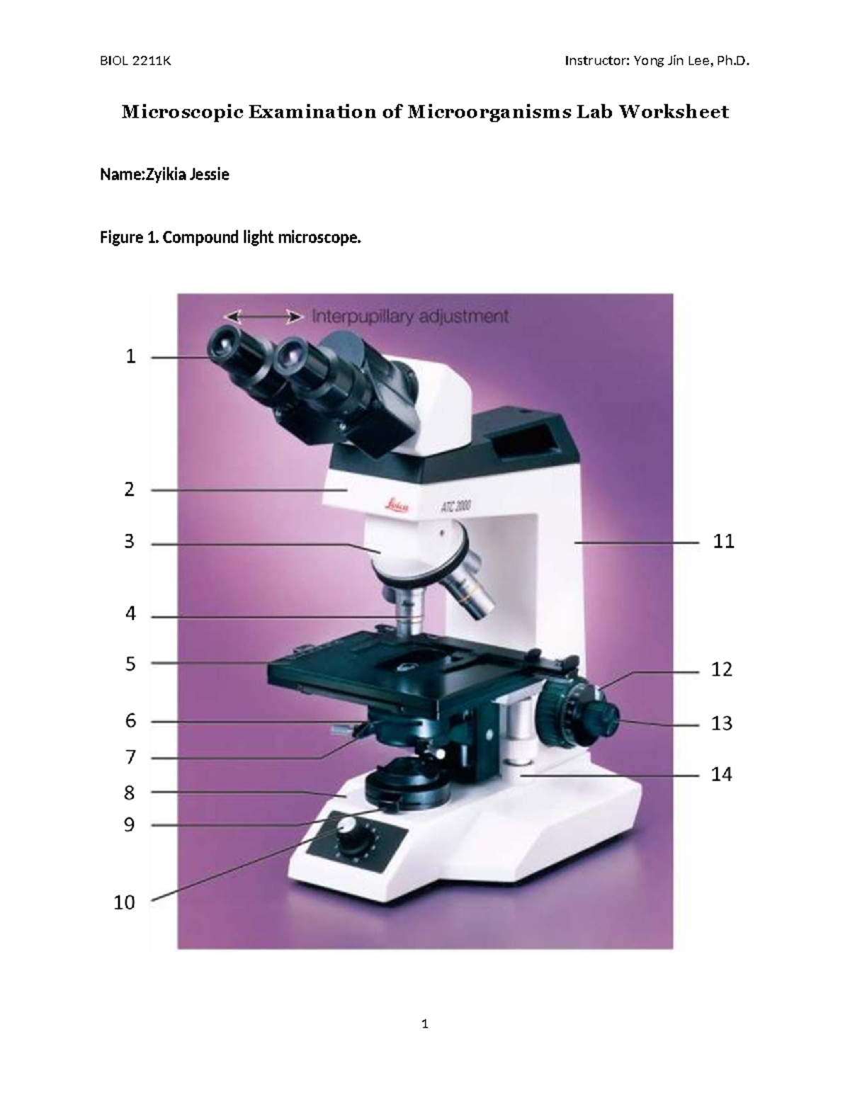 BIOL 2211K Lab Worksheet: Microscopic Examination of Microorganisms ...