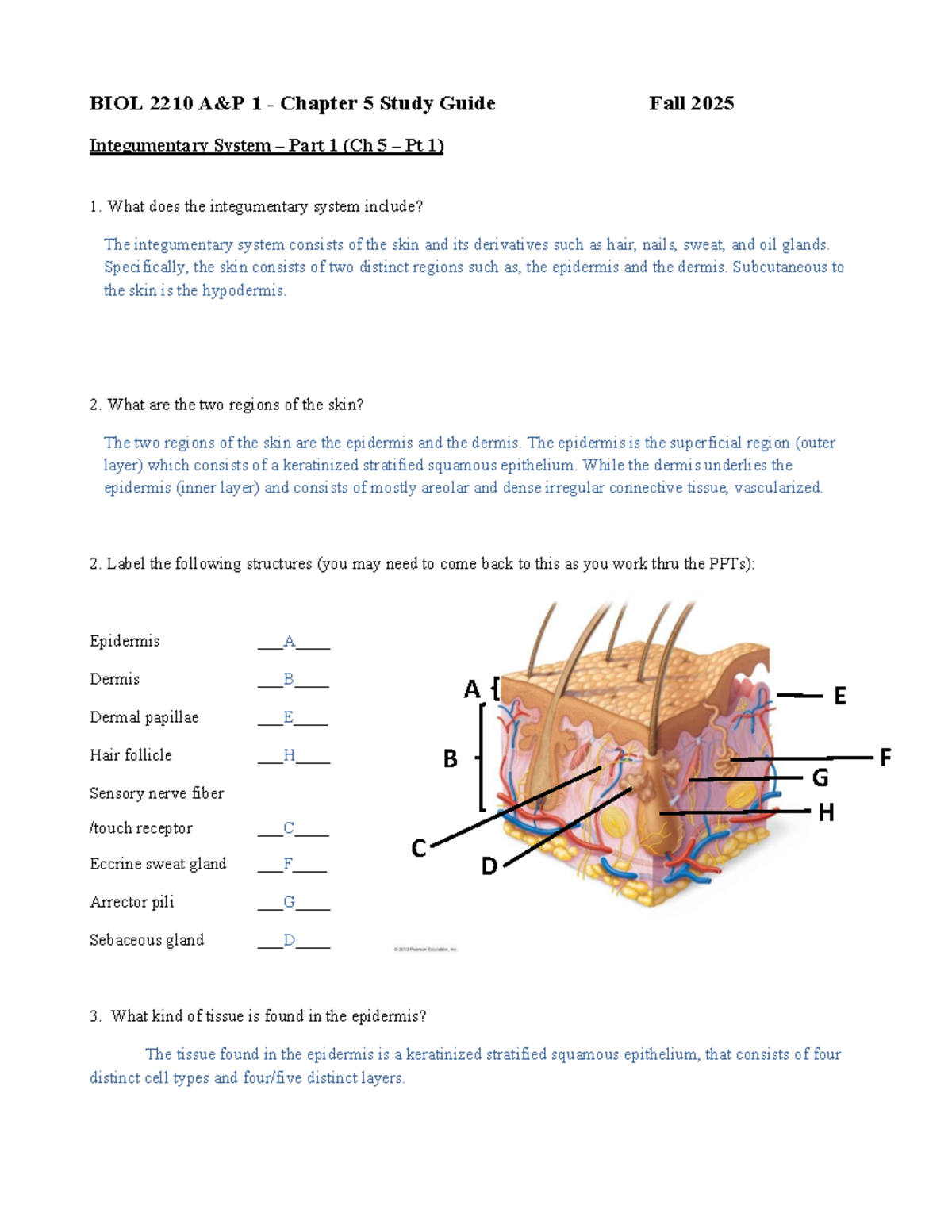 BIOL 2210 A&P 1 - Chapter 5 Study Guide: Integumentary System Overview - Studocu