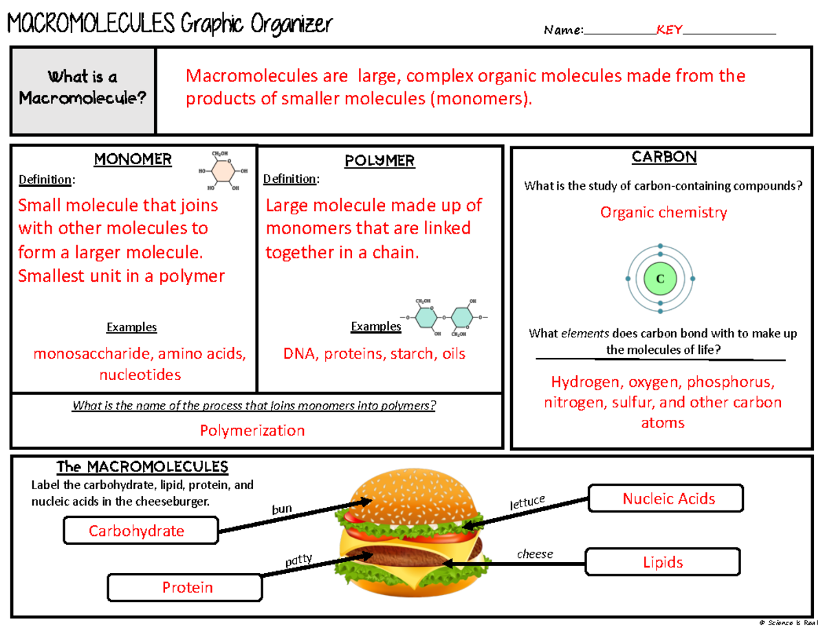 KEY-Macromolecules Graphic Organizer - © Science Is Real MACROMOLECULES ...