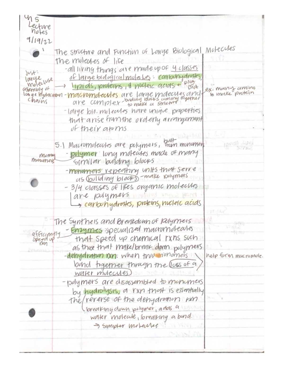 Biology CH 5: Structure & Function of Large Biological Molecules - Studocu