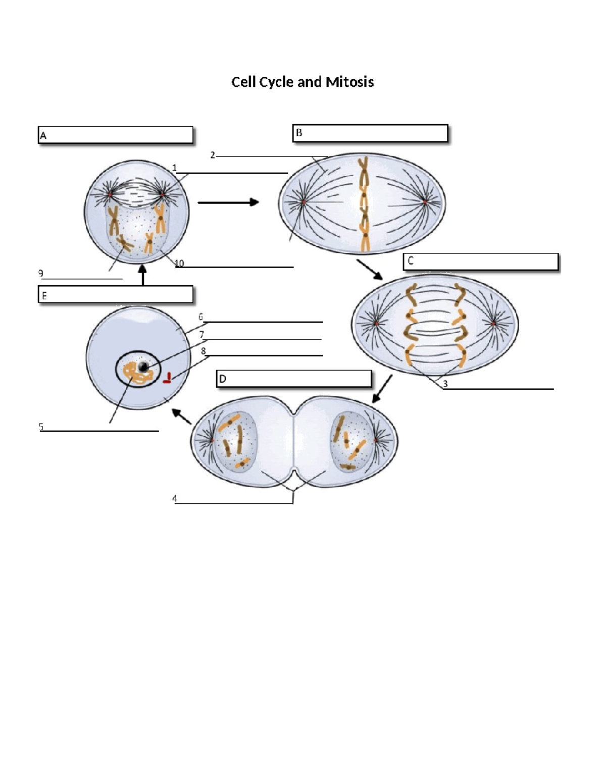 Bellringer- Cell Cycle and Mitosis - Cell Cycle and Mitosis A B 2 1 10 ...
