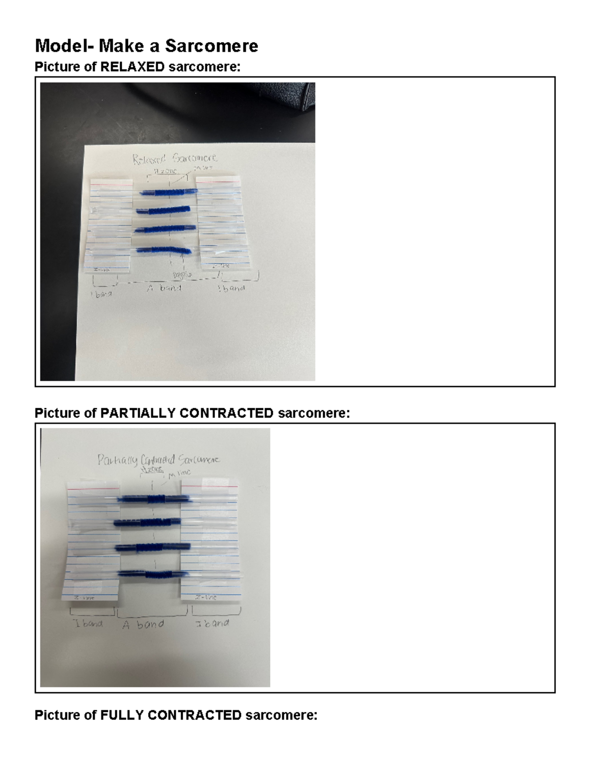 Modeling Sarcomere Dynamics: Relaxed to Contracted States - Studocu