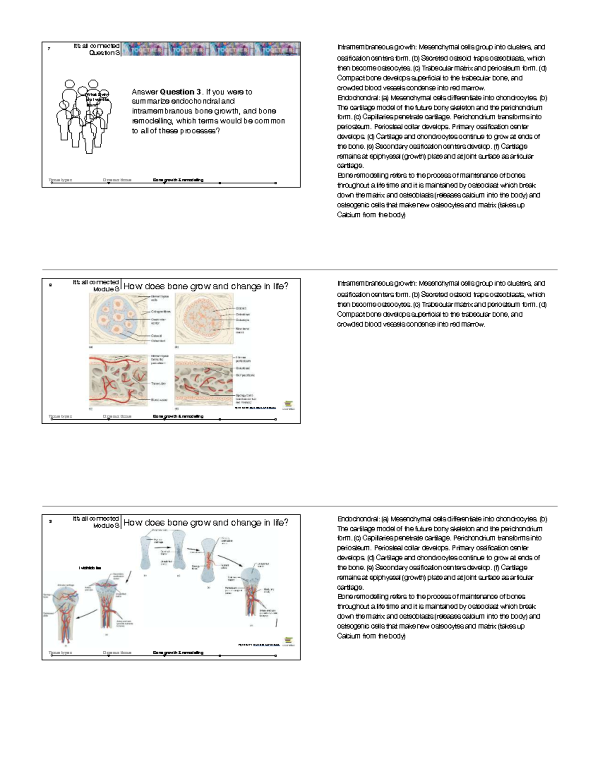 Lec Notes p2: Bone Growth, Tissue Types & Muscle Function - Studocu