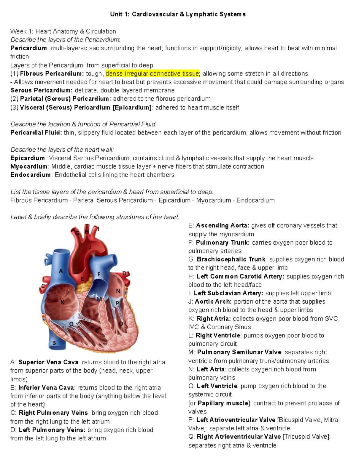Unit 1: Cardiovascular & Lymphatic Systems Study Guide (Week 1-3) - Studocu