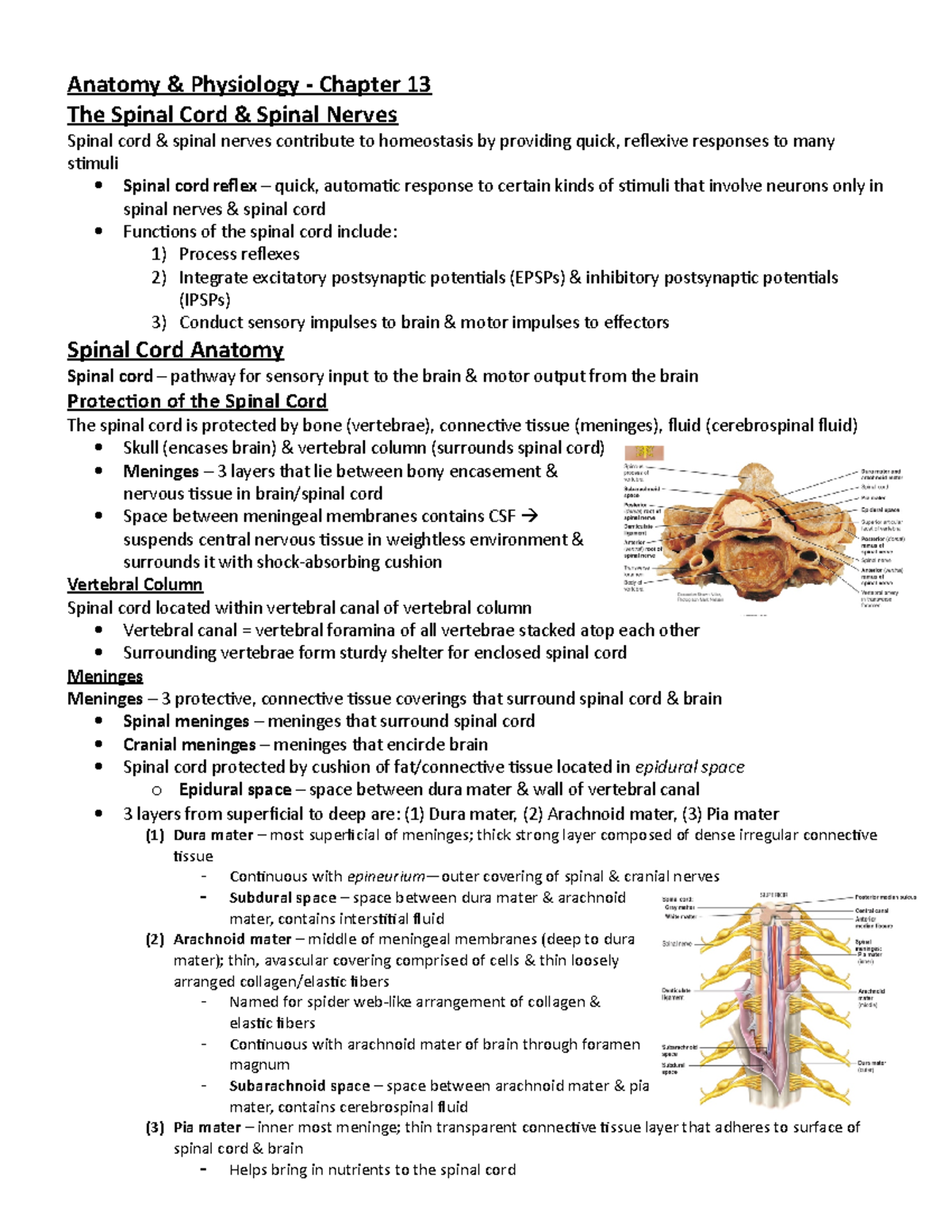 Chapter 13 - Overview of Spinal Cord & Nerves: Anatomy and Functions ...