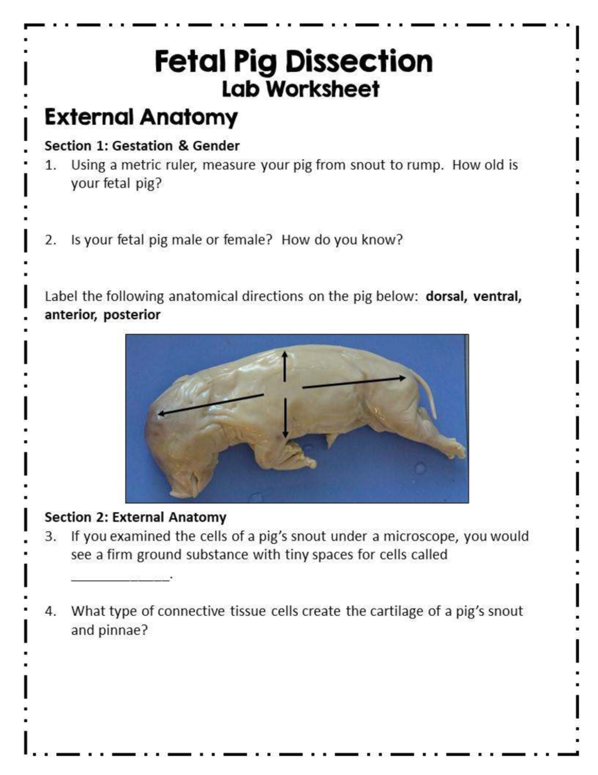 Fetal Pig Dissection Lab Worksheet: External & Internal Anatomy - Studocu