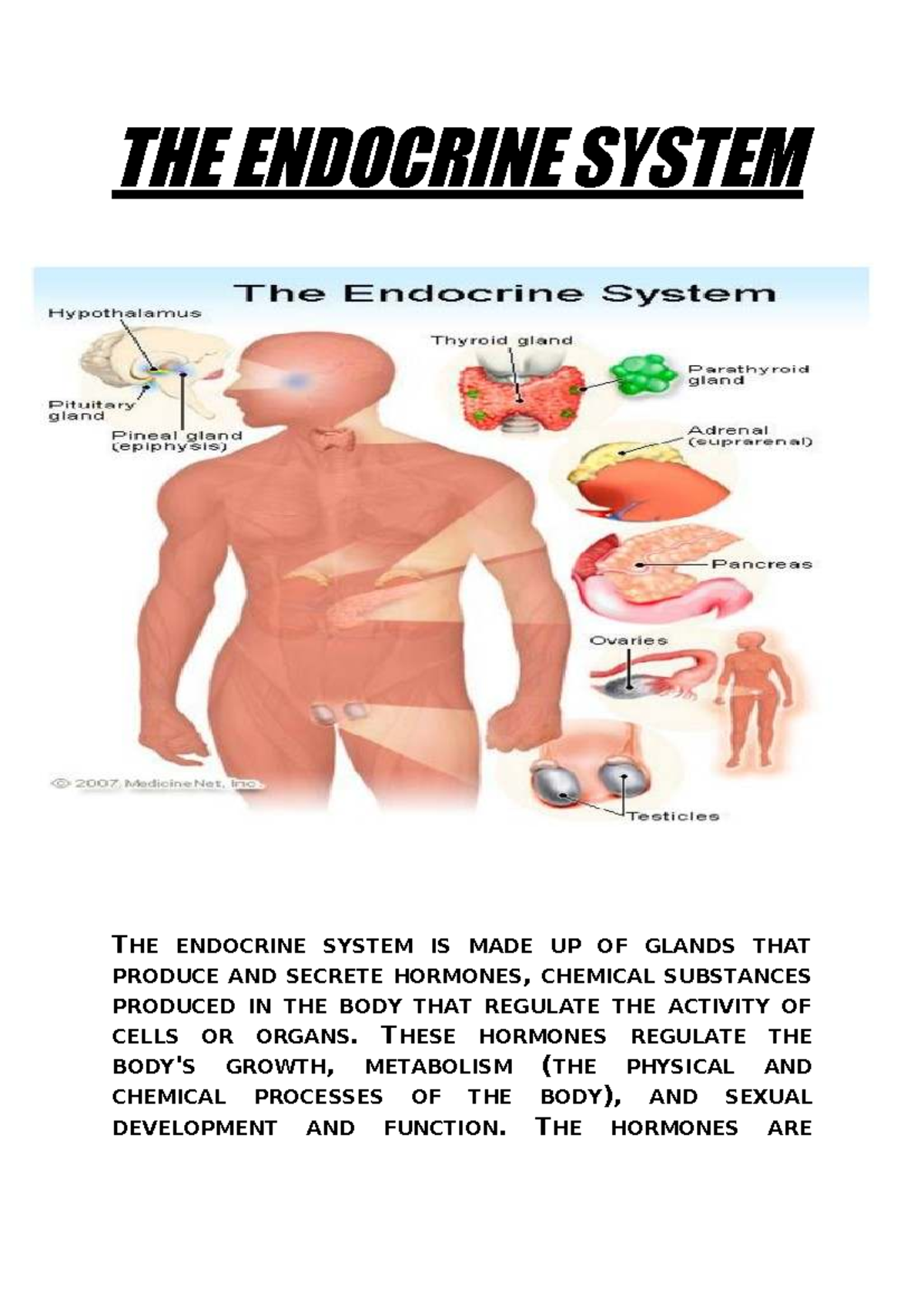 11TH BIO: Comprehensive Overview of the Endocrine System - Studocu
