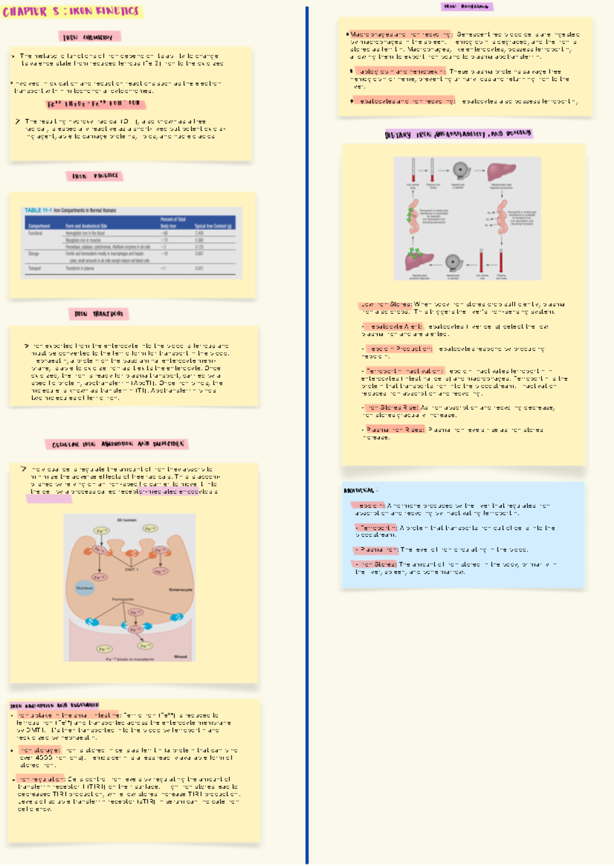 HEMA Chapter 8 - iron kinetics - The metabolic functions of iron depend ...