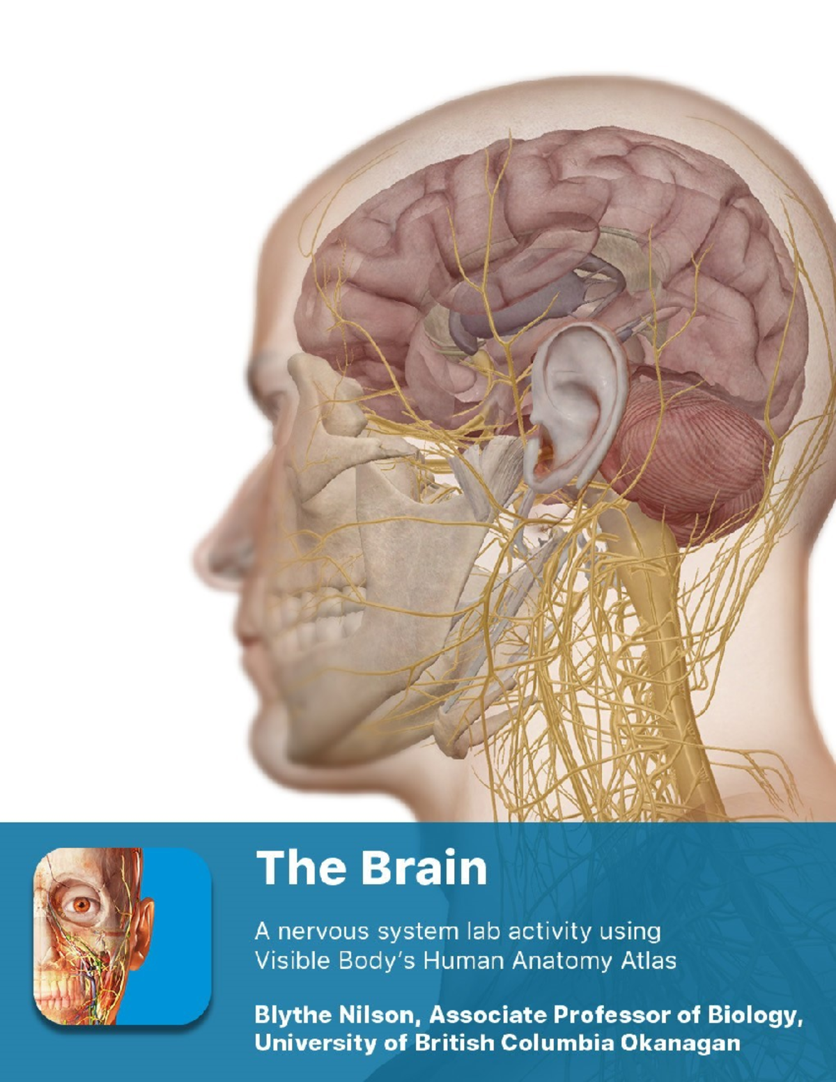 Nervous System Overview Pre-Lab Exercises (BIO 101) - Studocu