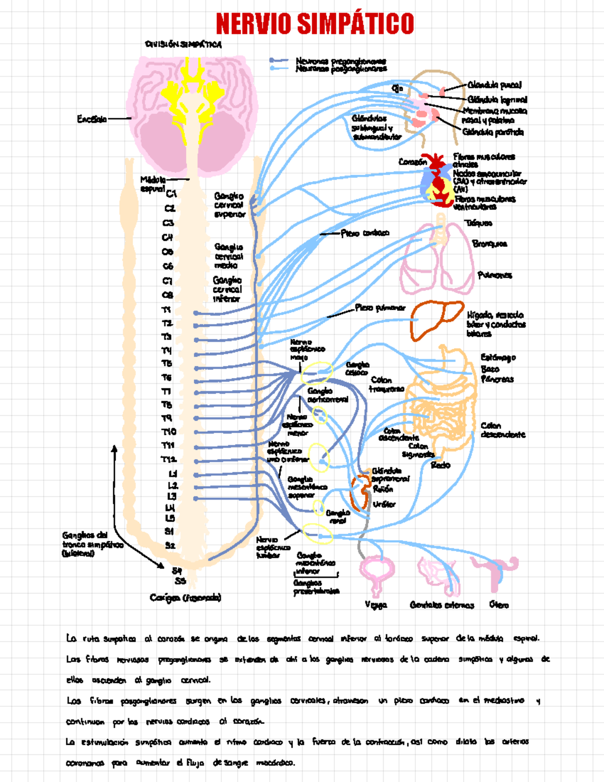 Inervación Del Corazón - NERVIO SIMPÁTICO DIVISION SIMPATICA o ...