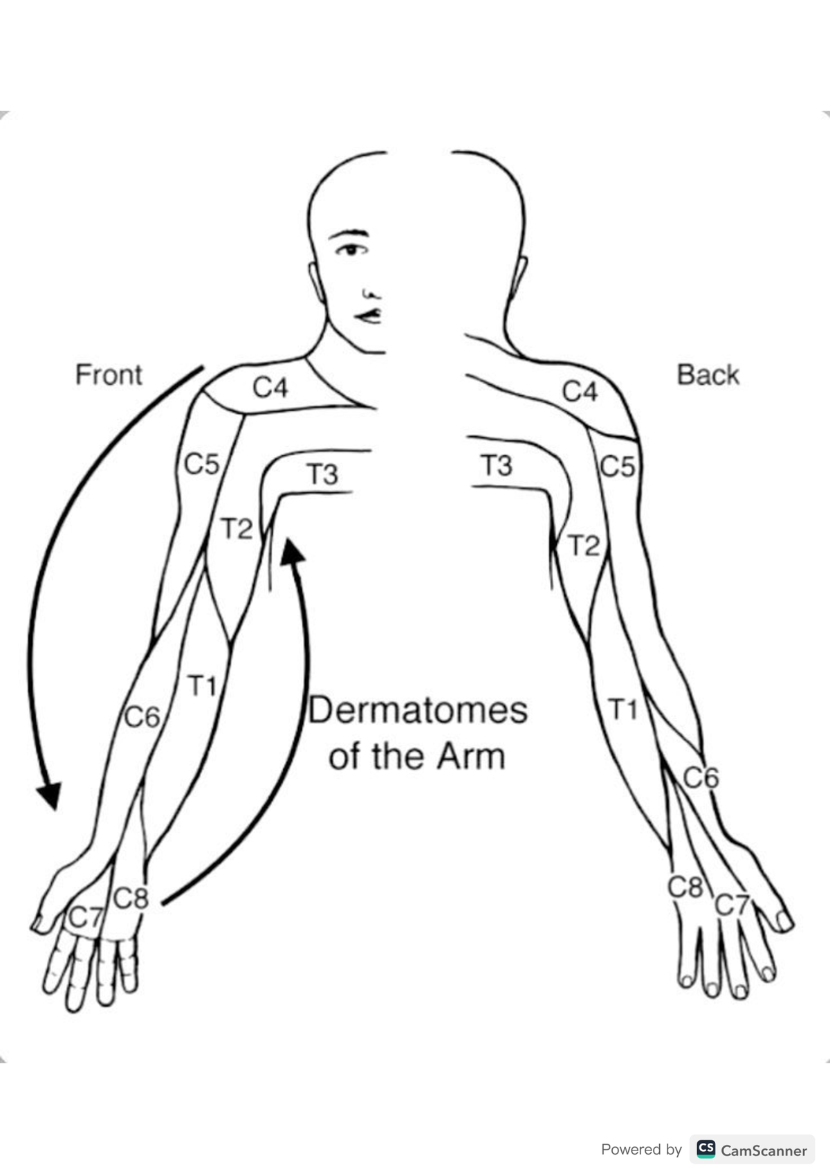 Anatomy - Dermatomes - Back Front C4 C4 C5 T3 C5 T3 T2 T2 T1 Dermatomes ...