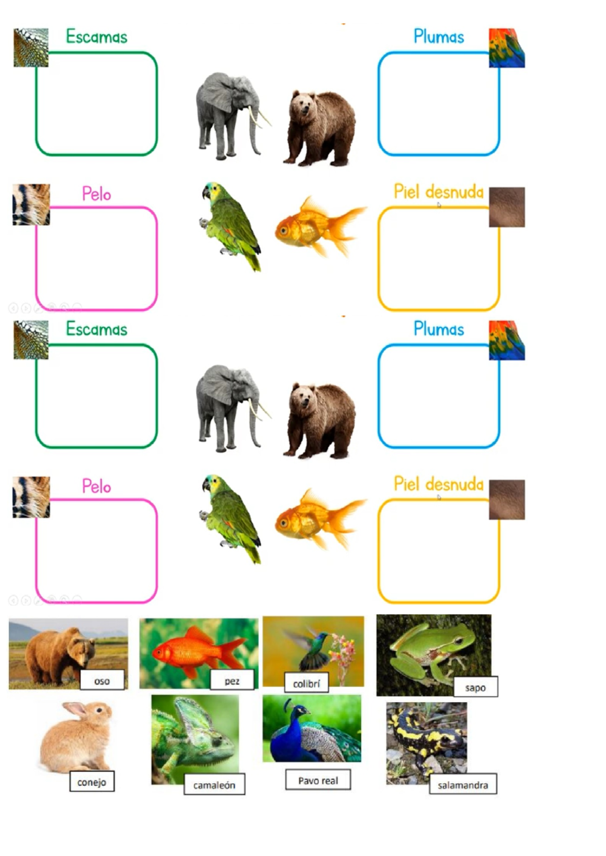Cubierta de Animales: Escamas, Plumas y Piel Desnuda - Studocu